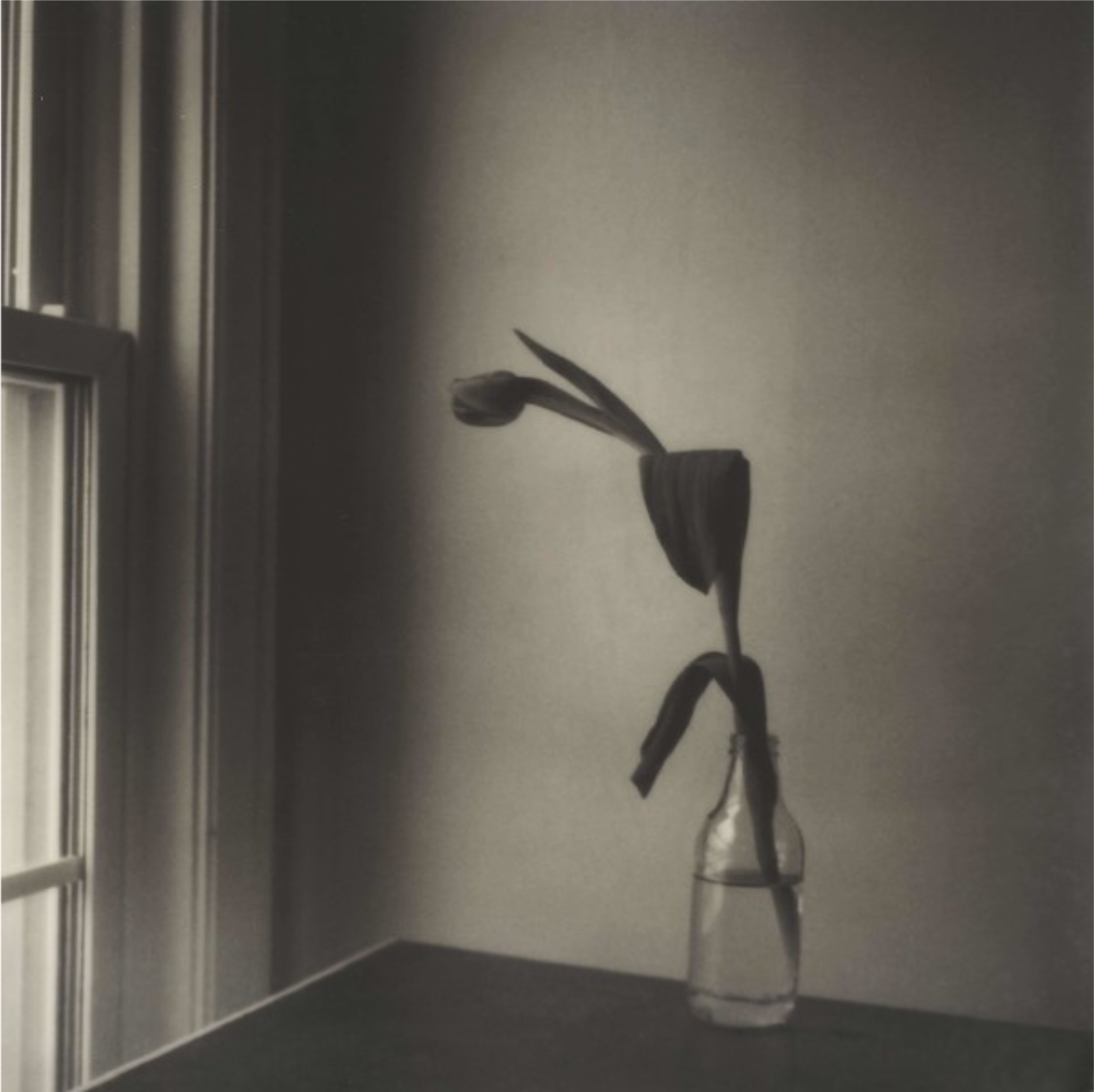 Transatlantico Staff Picks - Mana Contemporary